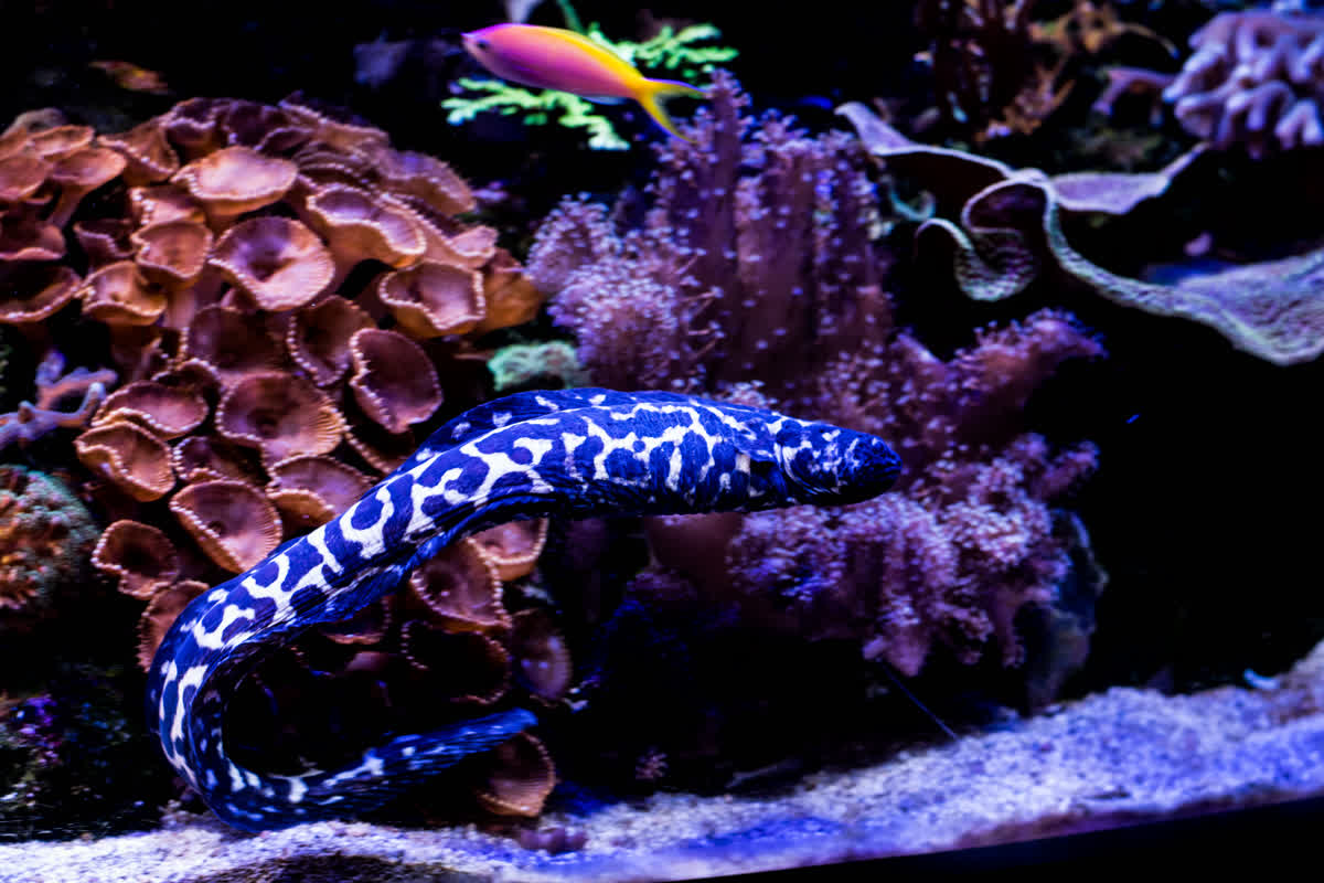 Convict blenny | Mote Marine Laboratory & Aquarium