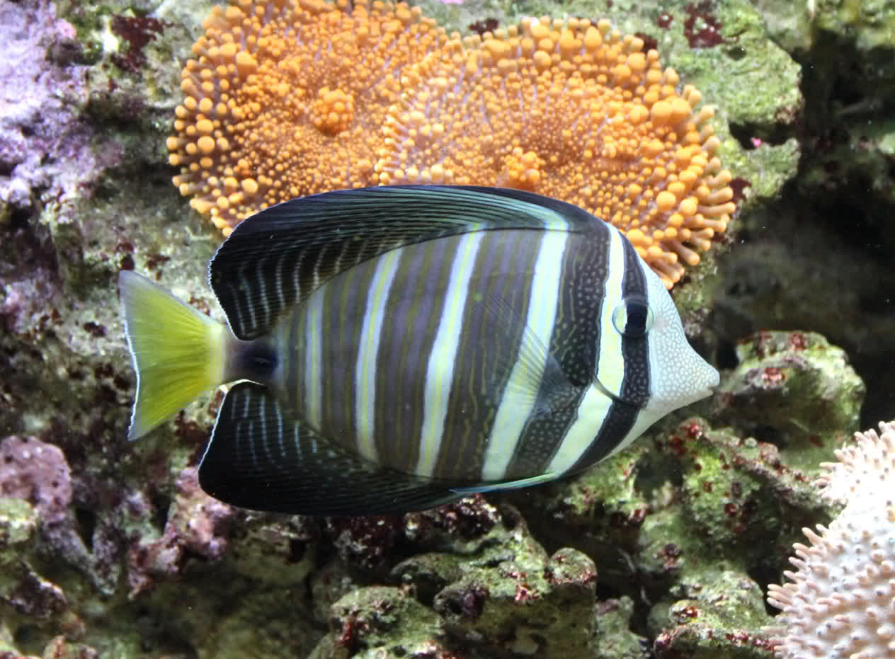 Sailfin tang | Mote Marine Laboratory & Aquarium