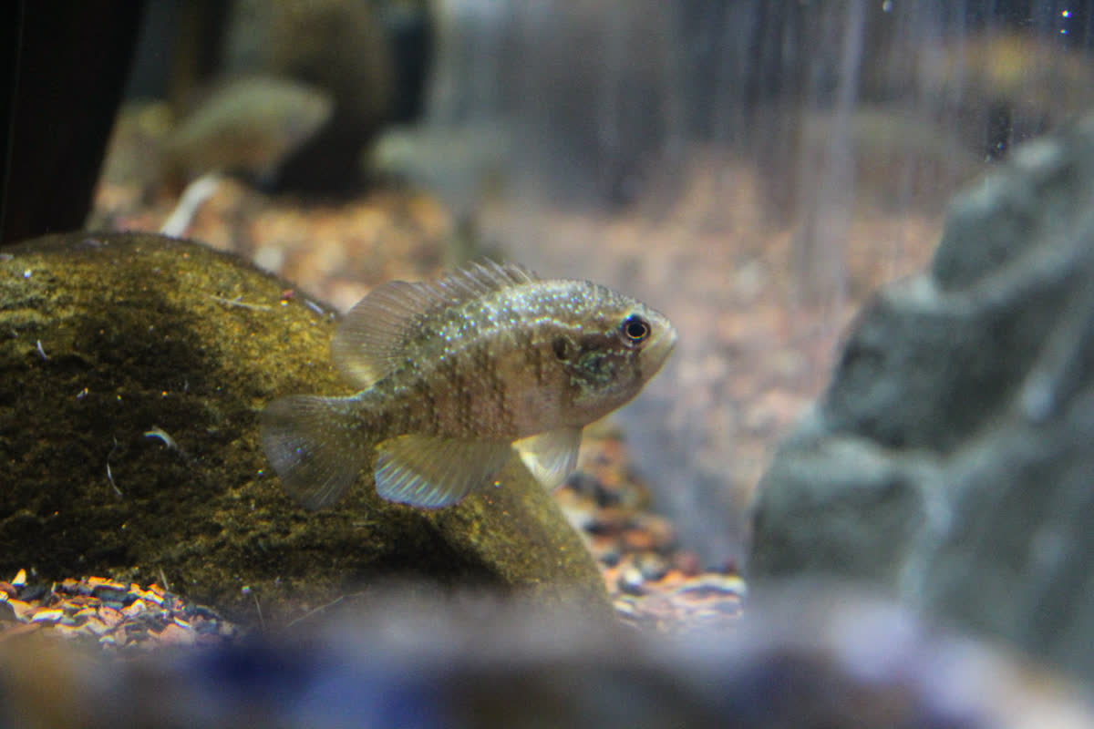 Banded sunfish | Mote Marine Laboratory & Aquarium