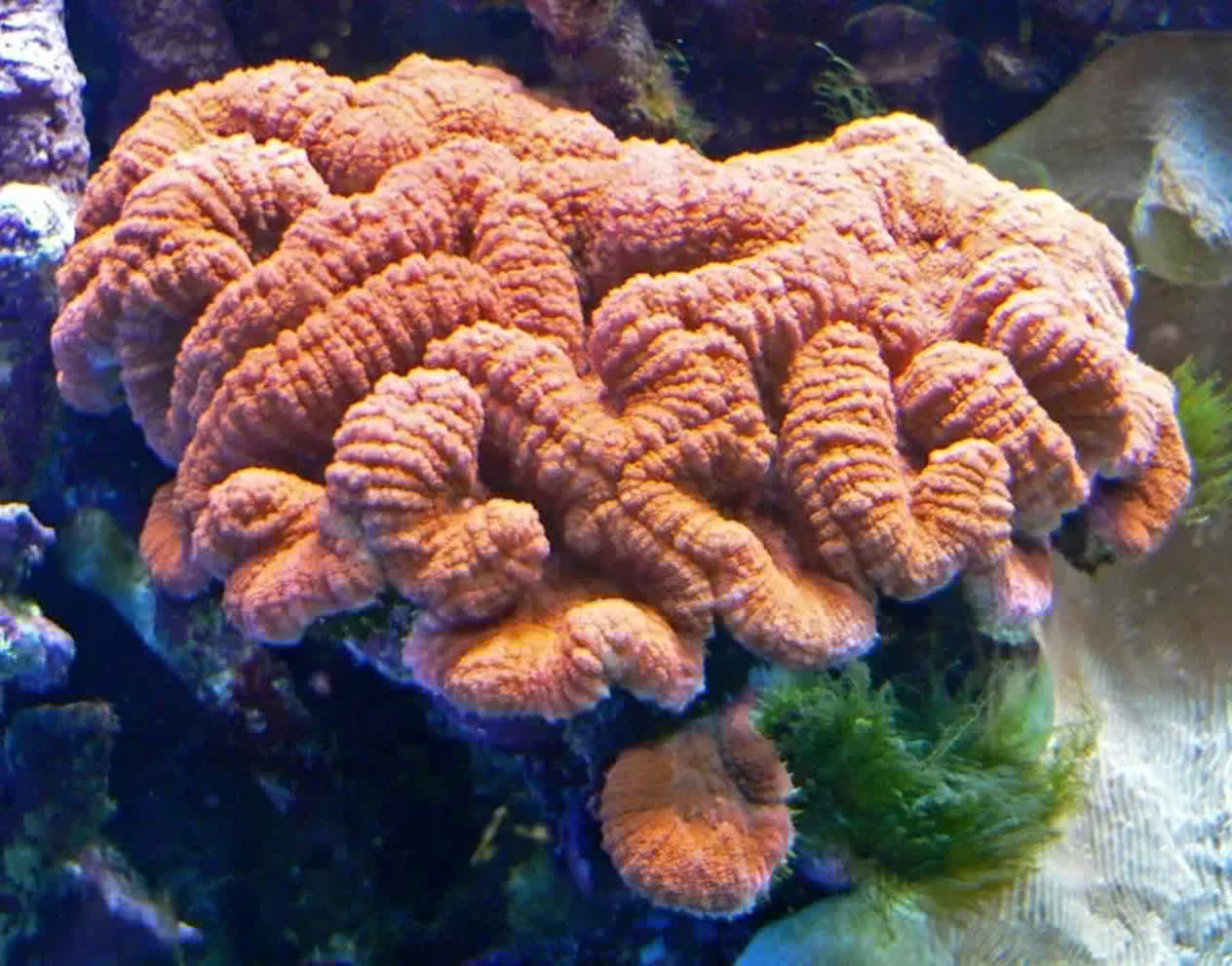 Acan lord coral | Mote Marine Laboratory & Aquarium