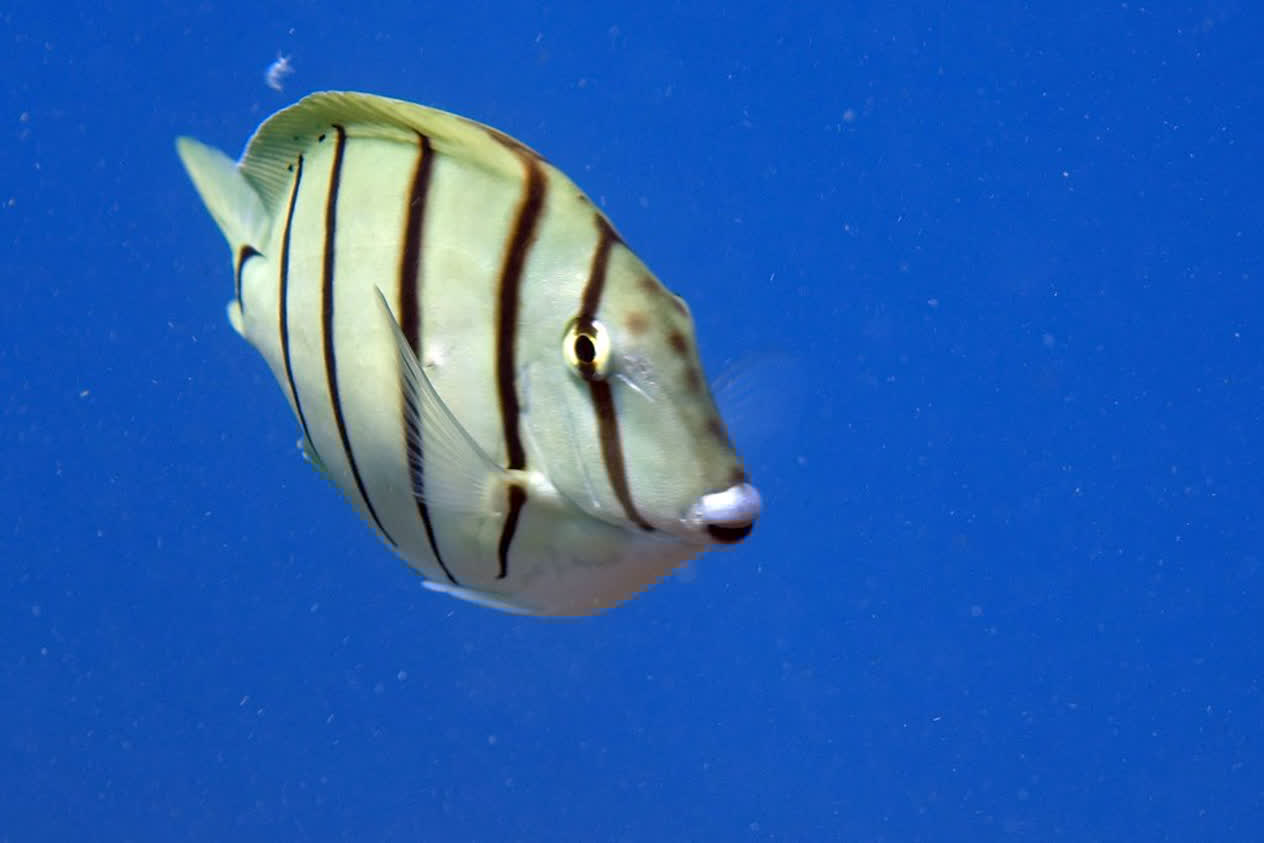 Convict surgeonfish | Mote Marine Laboratory & Aquarium