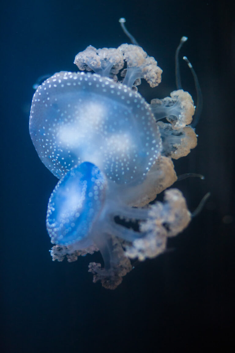 Australian spotted jellyfish | Mote Marine Laboratory & Aquarium