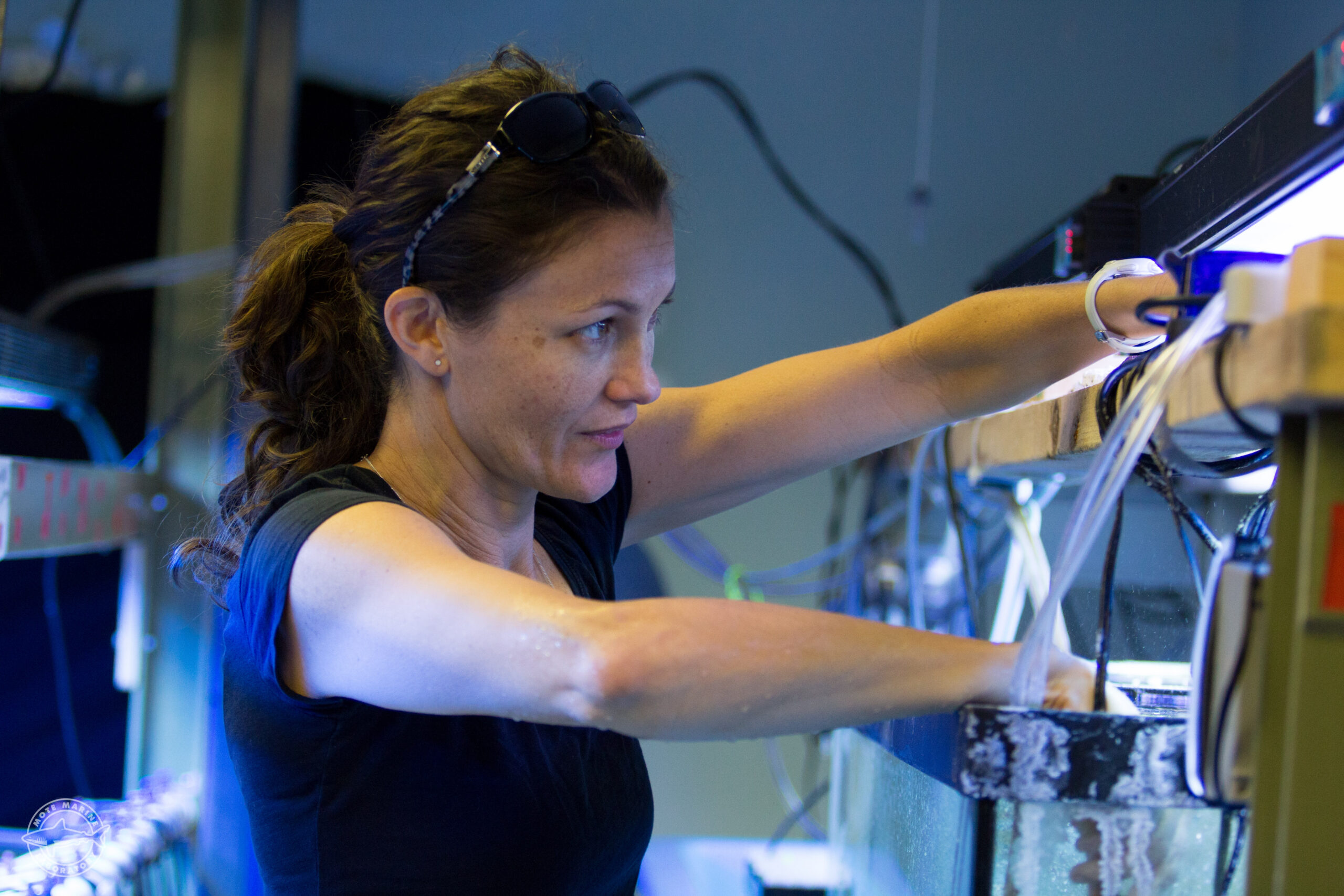 Mote Publishes First-Ever Field Study Revealing that Red Tide ...