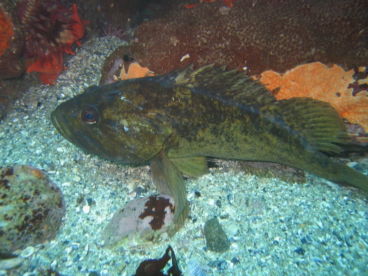 Grass rockfish | Mote Marine Laboratory & Aquarium