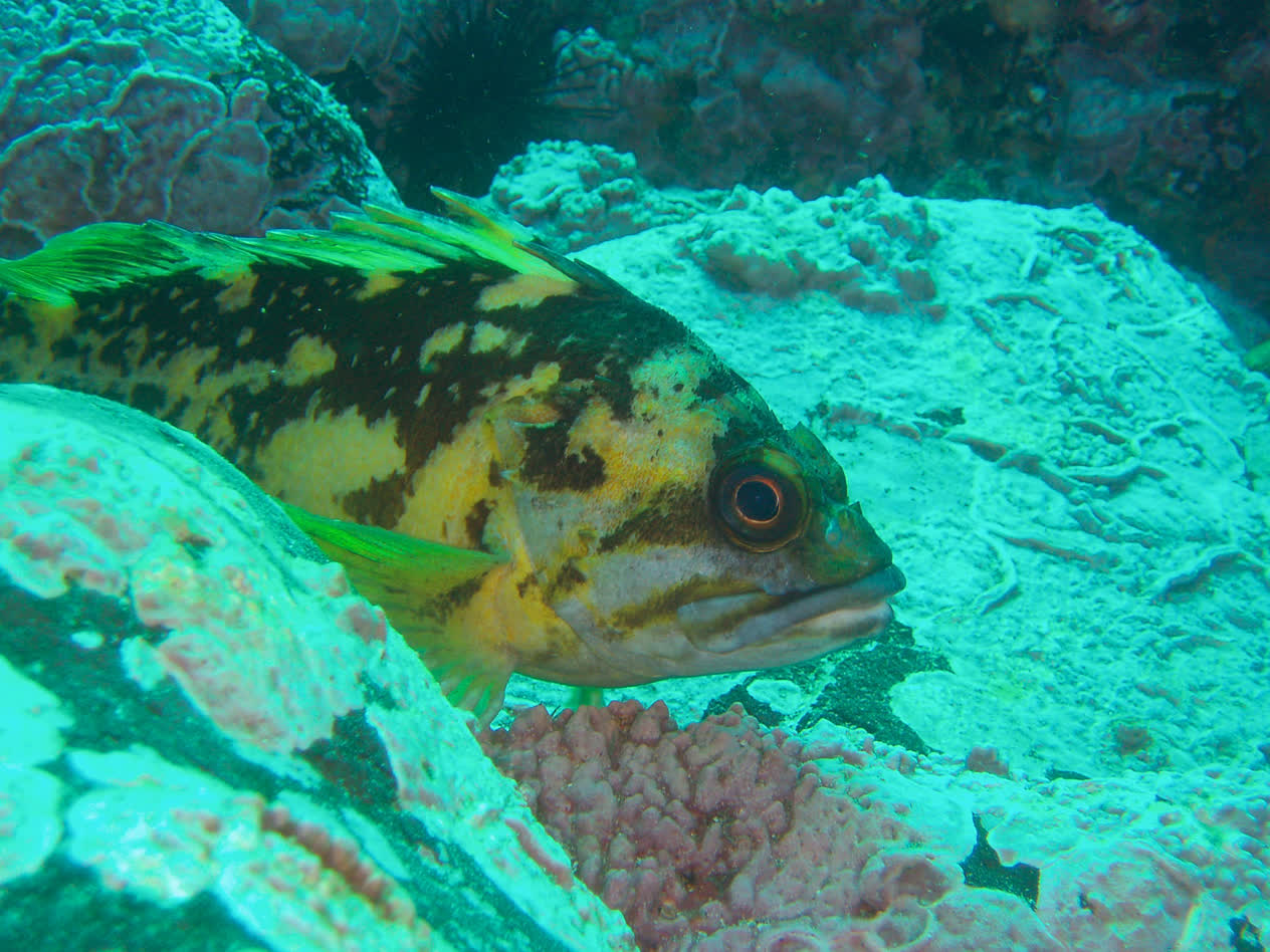 Black-and-yellow rockfish | Mote Marine Laboratory & Aquarium