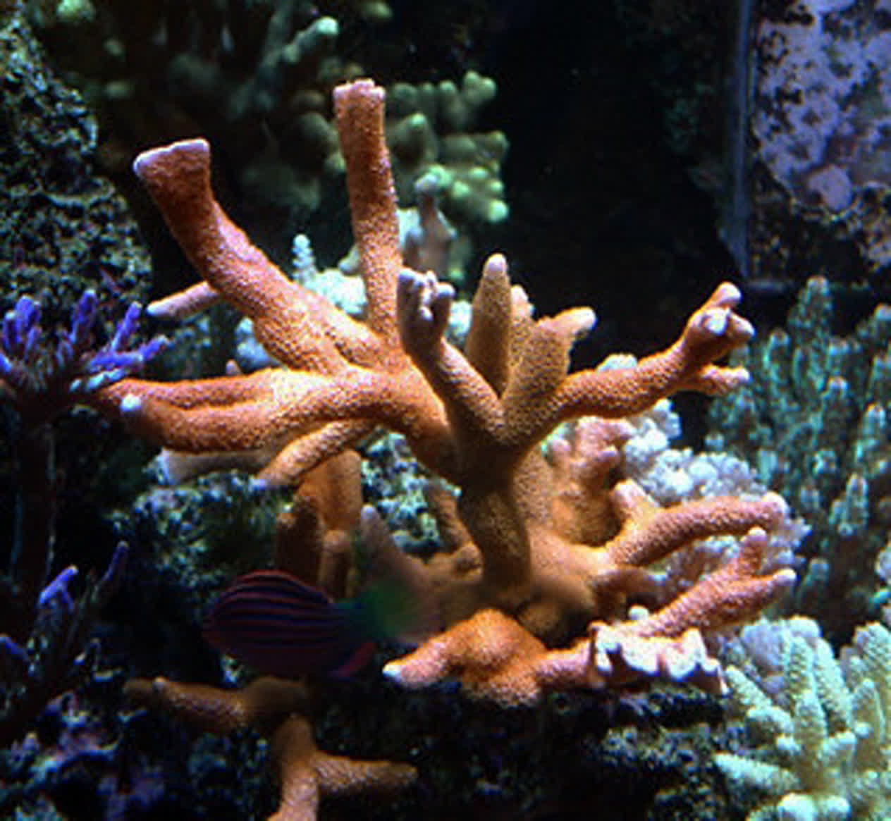 Finger coral | Mote Marine Laboratory & Aquarium