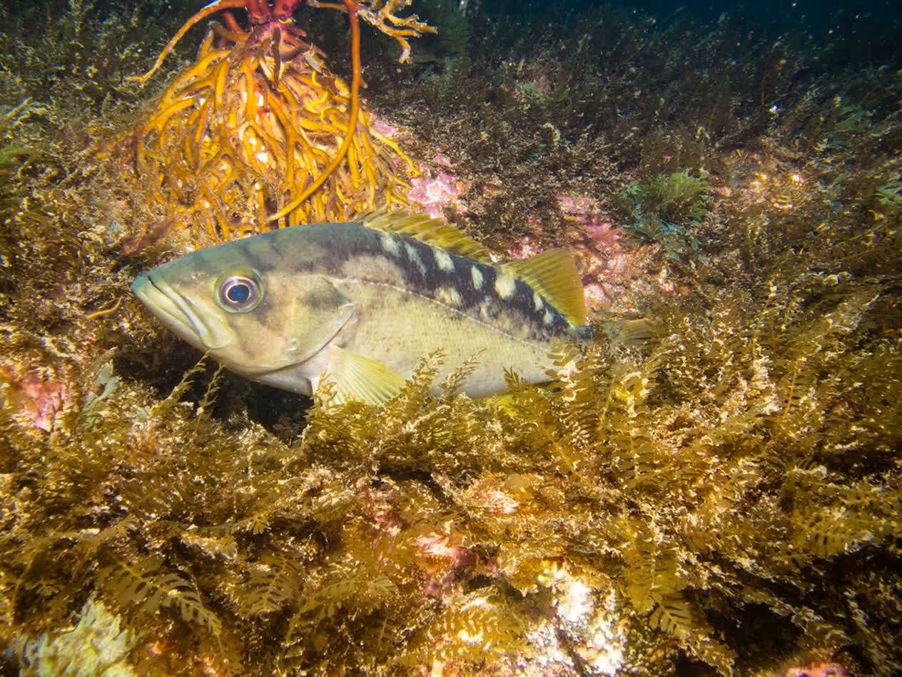 Olive rockfish | Mote Marine Laboratory & Aquarium