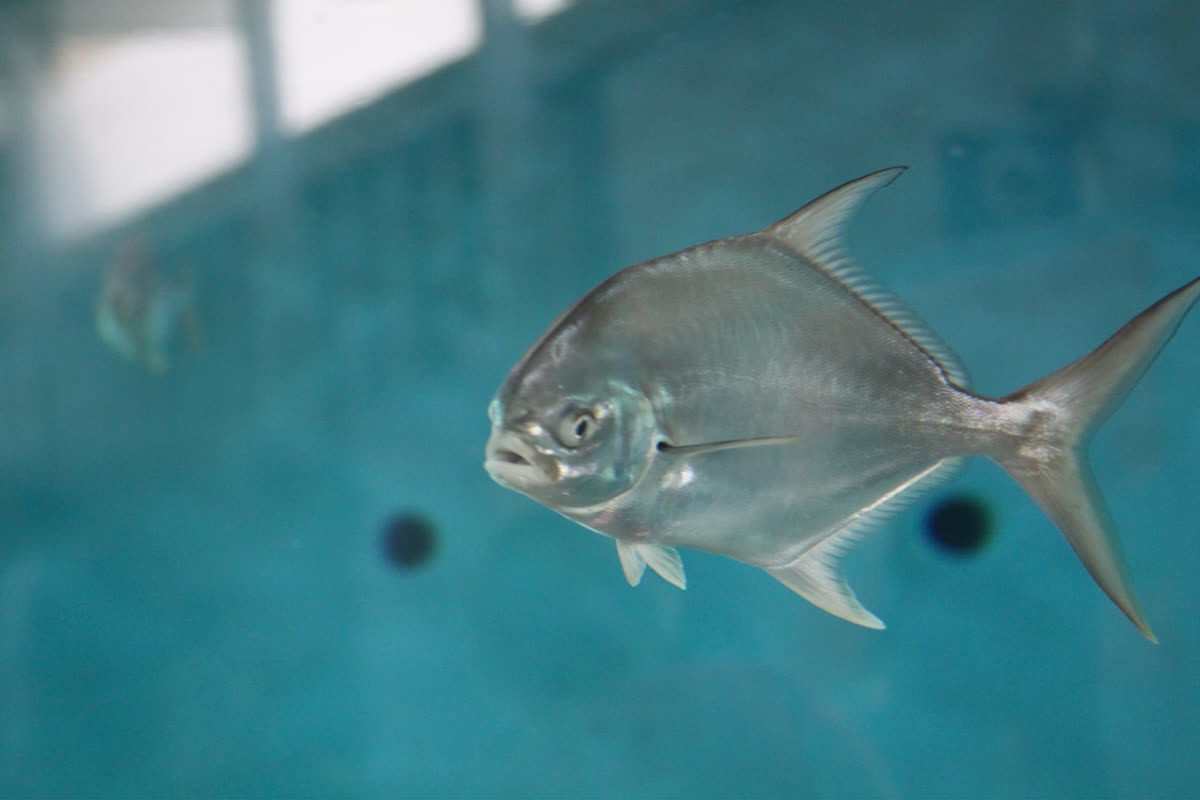 Florida pompano | Mote Marine Laboratory & Aquarium