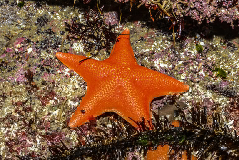 Species Archive | Mote Marine Laboratory & Aquarium