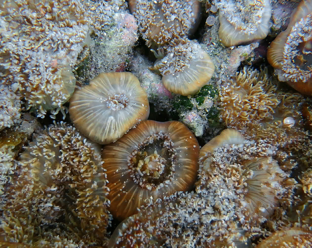 Mushroom coral | Mote Marine Laboratory & Aquarium