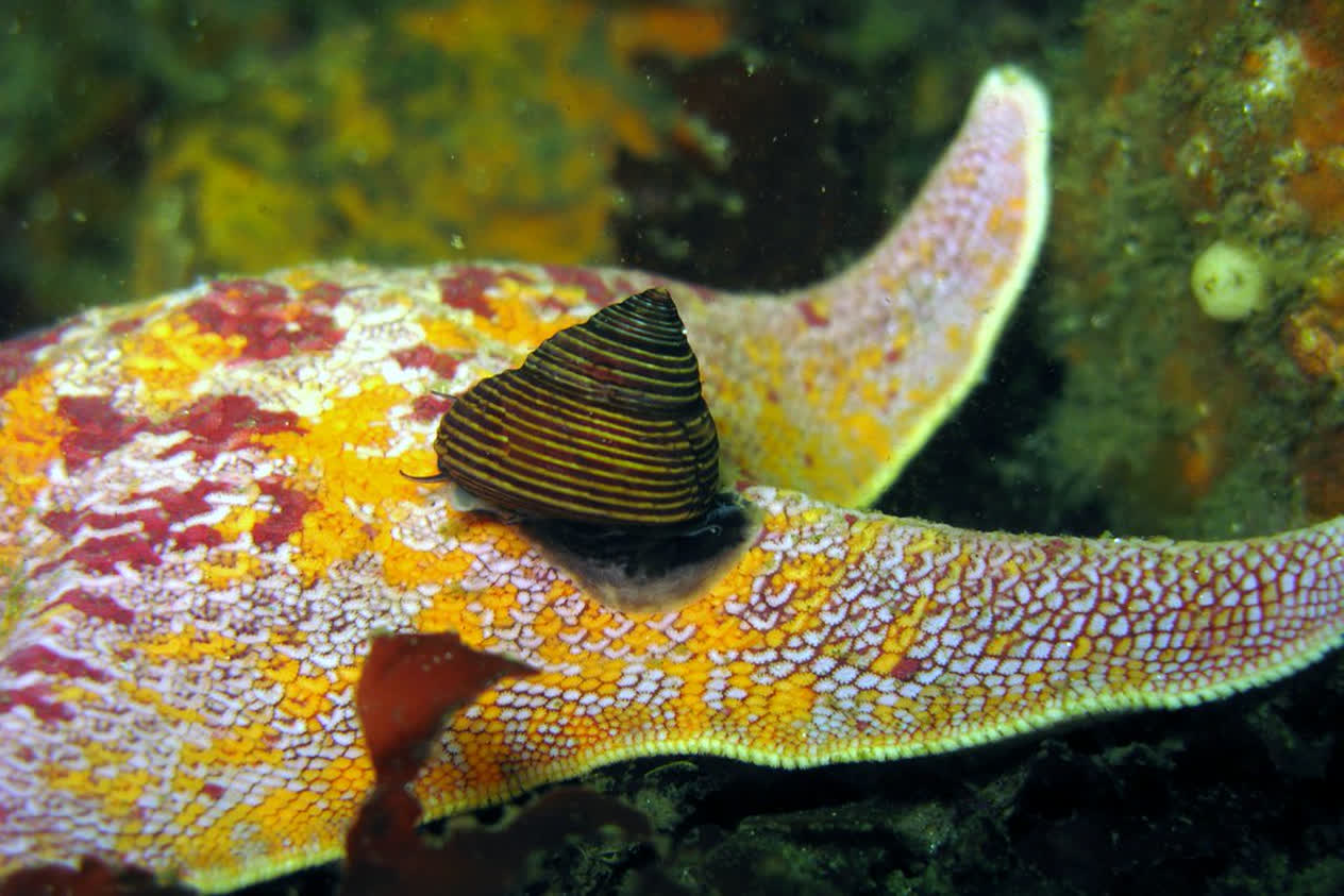 Western ribbed top snail | Mote Marine Laboratory & Aquarium