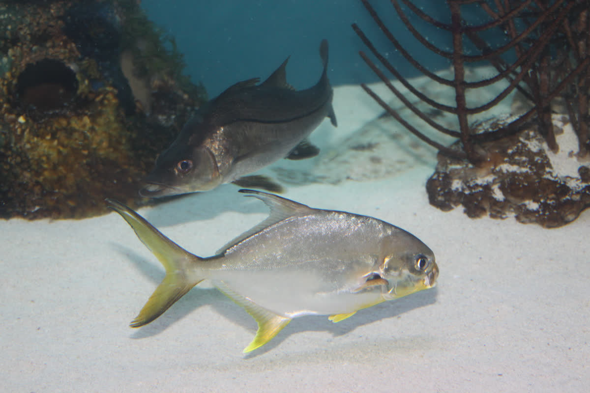 Florida pompano | Mote Marine Laboratory & Aquarium