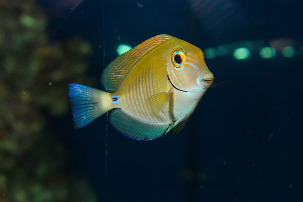 Doctorfish tang | Mote Marine Laboratory & Aquarium