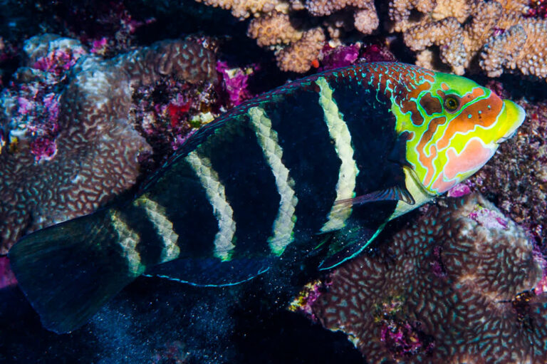 Species Archive | Mote Marine Laboratory & Aquarium