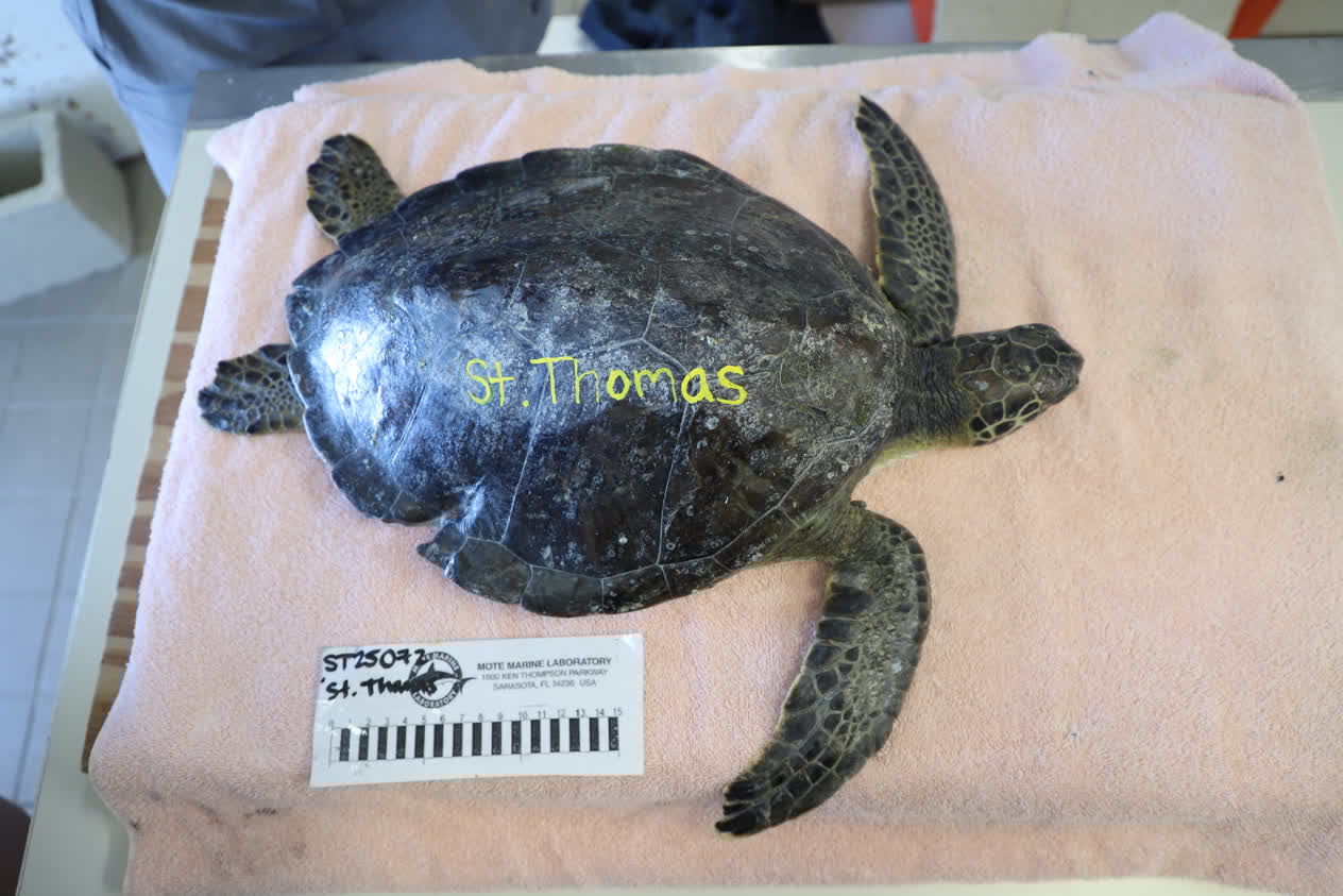 St. Thomas | Mote Marine Laboratory & Aquarium