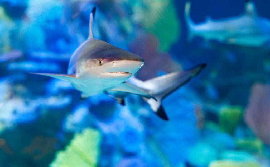 Illuminate The Sea: Grand Opening Celebration | Mote Marine Laboratory ...