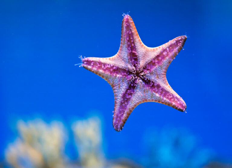 Mote SEA - Visitor Information | Mote Marine Laboratory & Aquarium