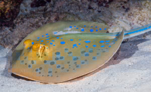 Blue-spotted stingray | Mote Marine Laboratory & Aquarium