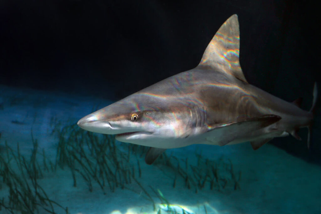 Mote SEA - Visitor Information | Mote Marine Laboratory & Aquarium