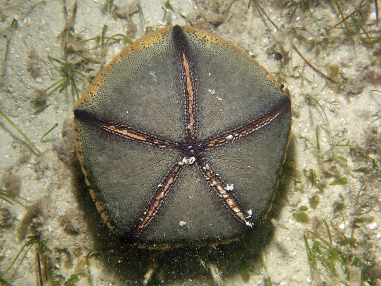 Pincushion sea star | Mote Marine Laboratory & Aquarium