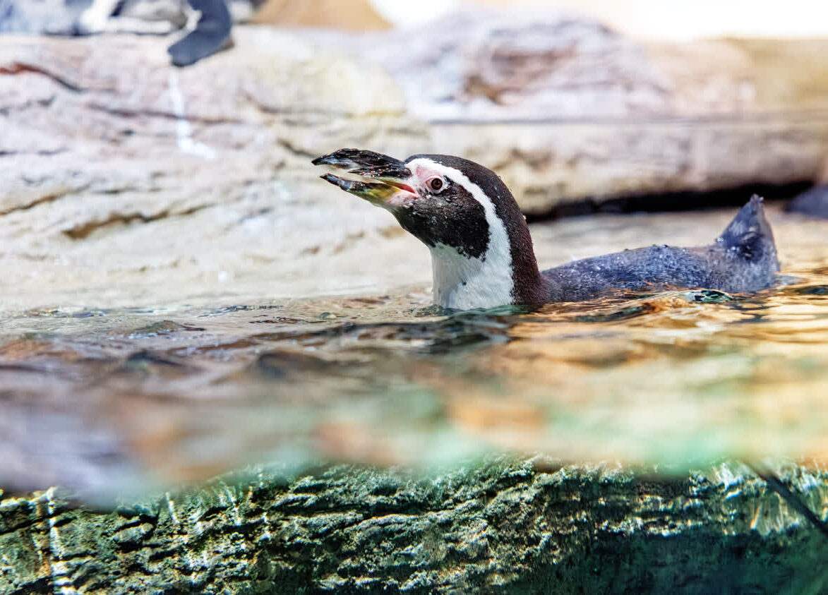 Mote SEA - Visitor Information | Mote Marine Laboratory & Aquarium