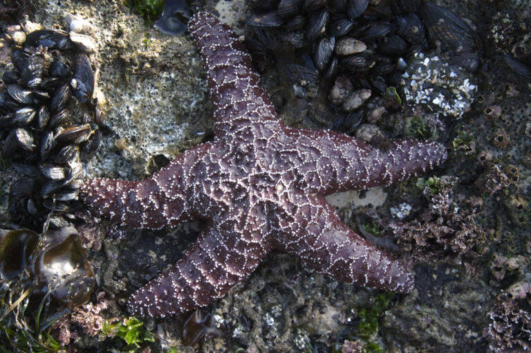 Ochre sea star | Mote Marine Laboratory & Aquarium