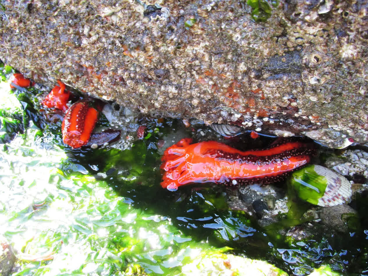 Orange sea cucumber | Mote Marine Laboratory & Aquarium