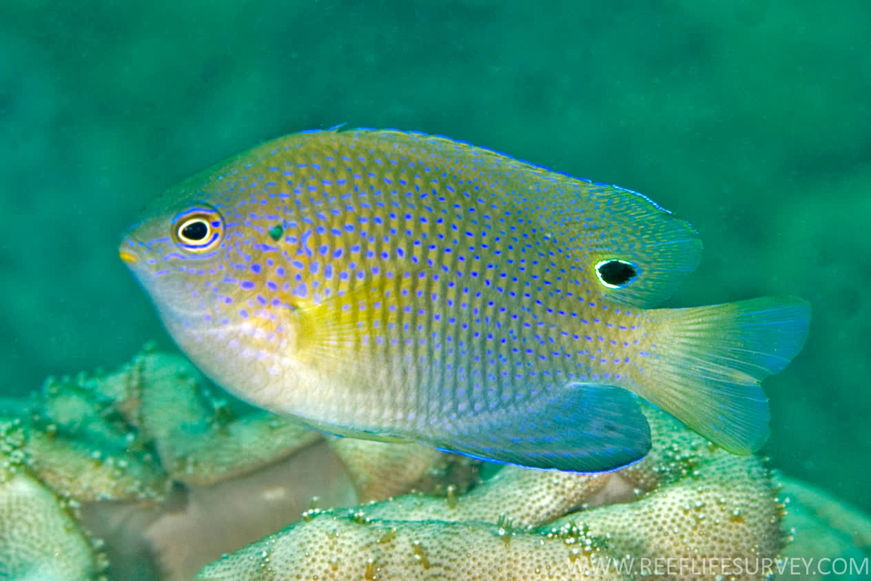 Princess damselfish | Mote Marine Laboratory & Aquarium