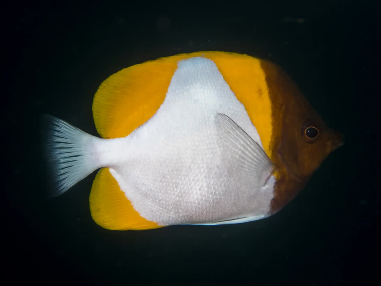 Pyramid butterflyfish | Mote Marine Laboratory & Aquarium