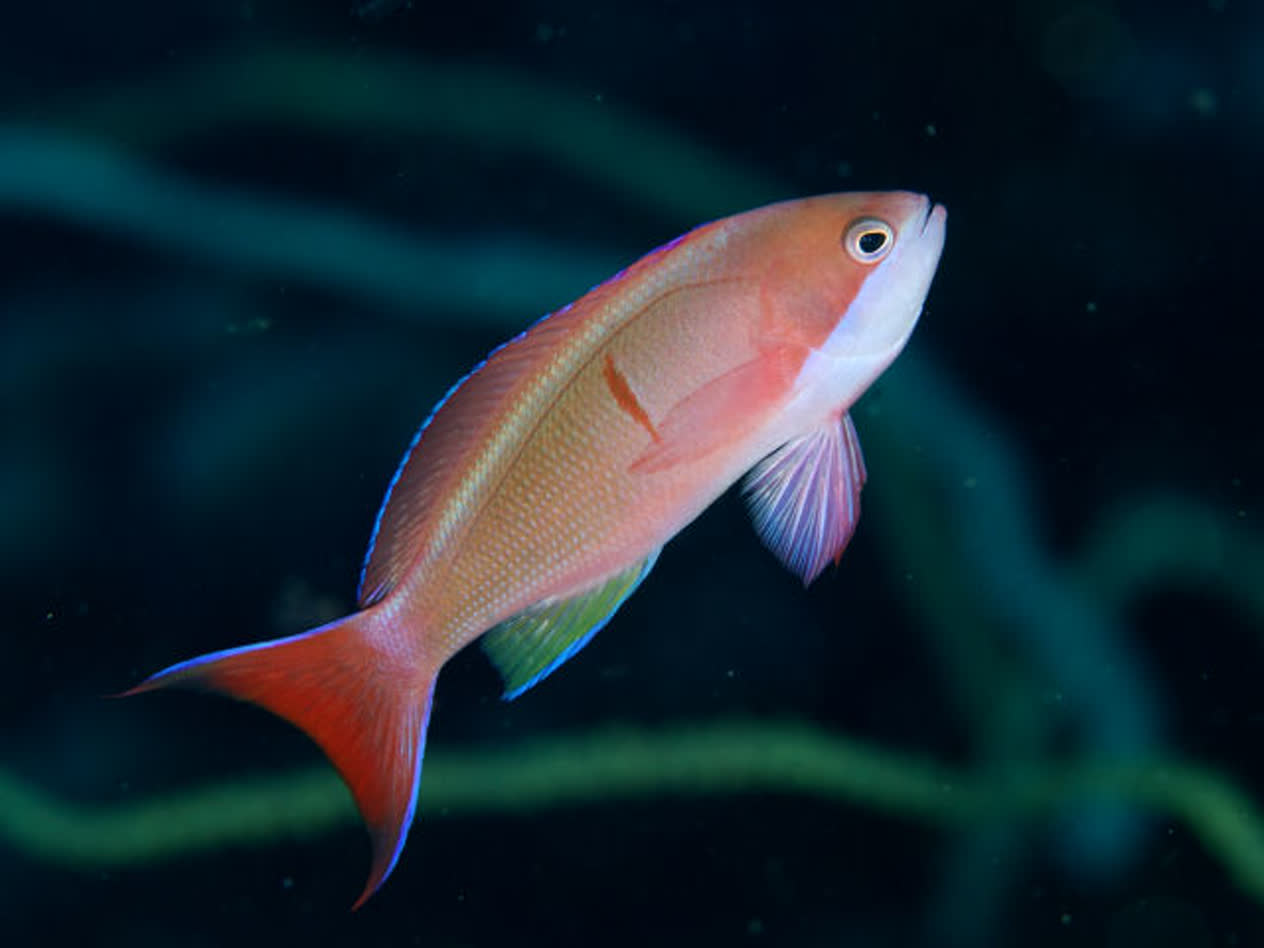 Redbar basslet | Mote Marine Laboratory & Aquarium