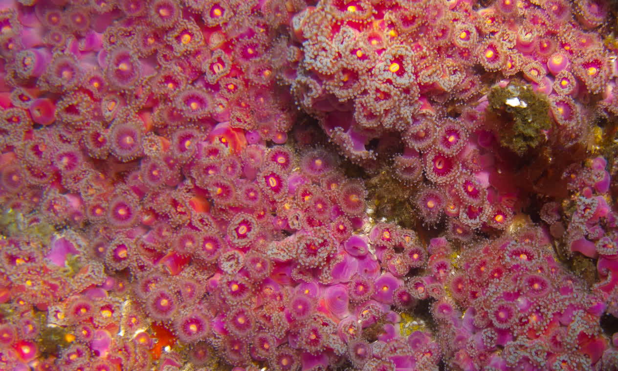 Strawberry false coral | Mote Marine Laboratory & Aquarium