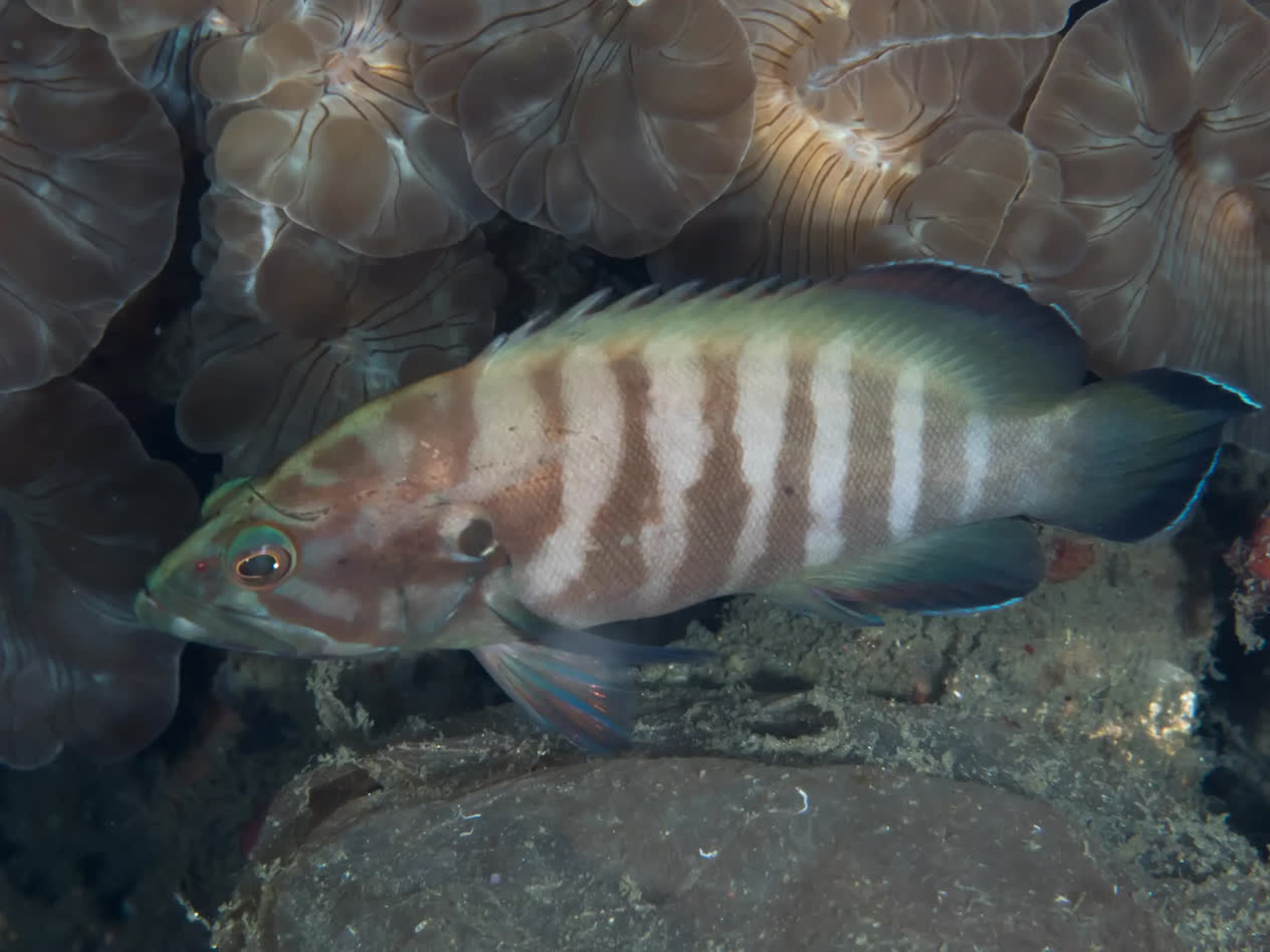 Brown-barred rock cod | Mote Marine Laboratory & Aquarium