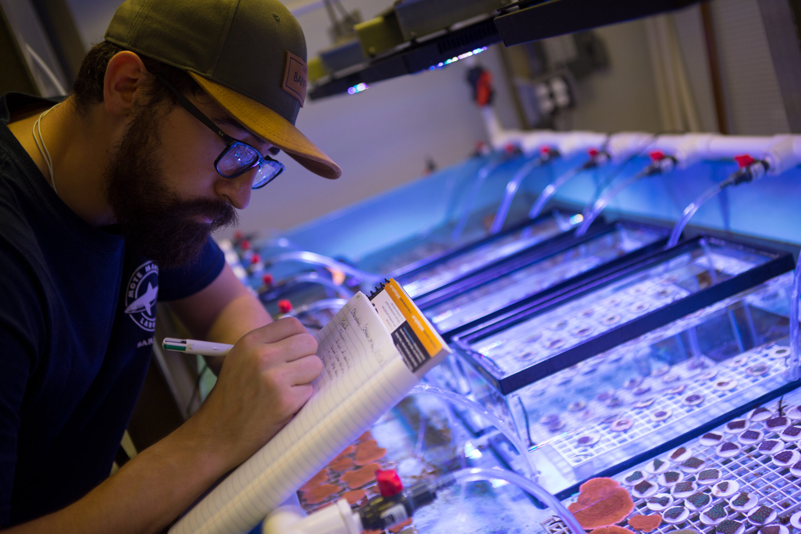 Coral Health and Disease REU | Mote Marine Laboratory & Aquarium