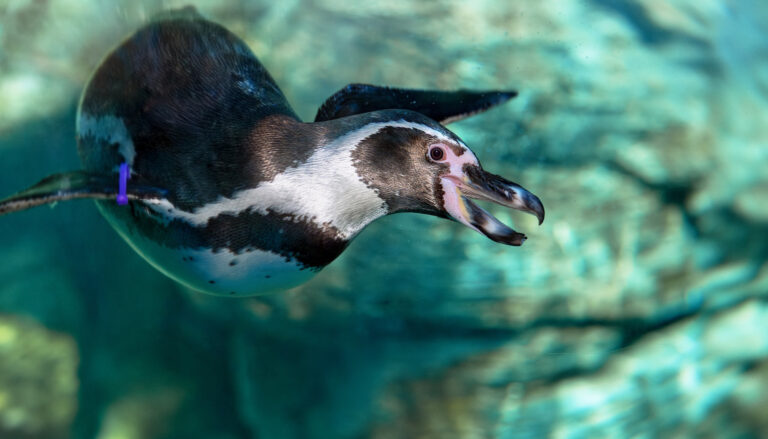 Mote SEA - Visitor Information | Mote Marine Laboratory & Aquarium