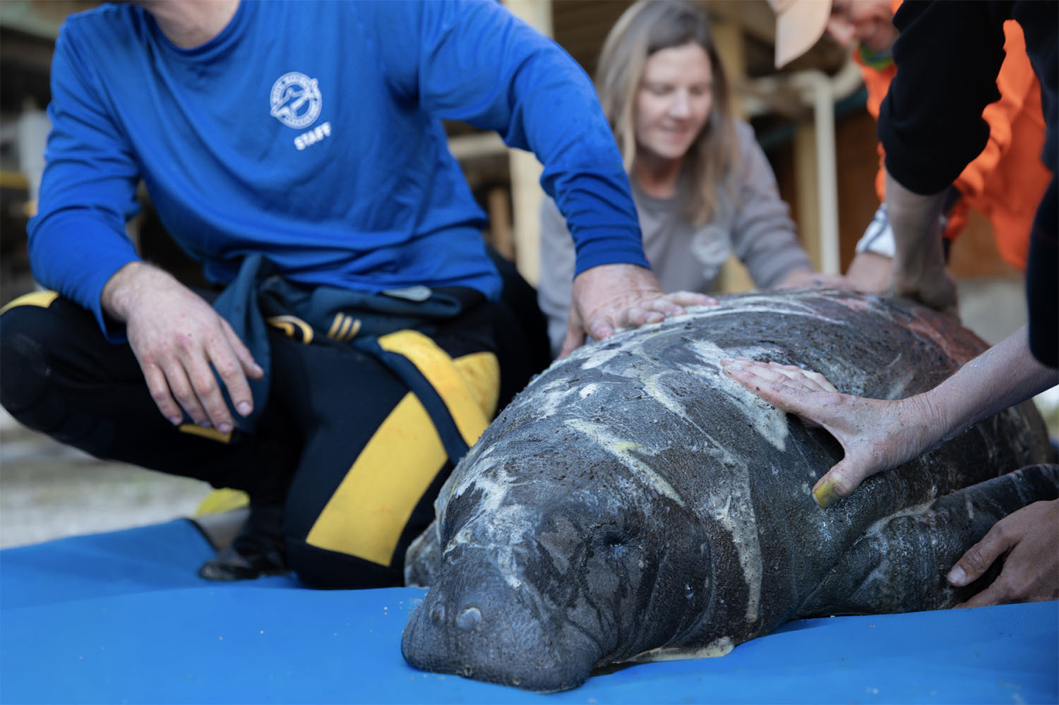 Home | Mote Marine Laboratory & Aquarium